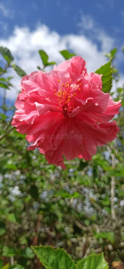 Flower sun moon hard haed stock photo. Image of moon - 214594476