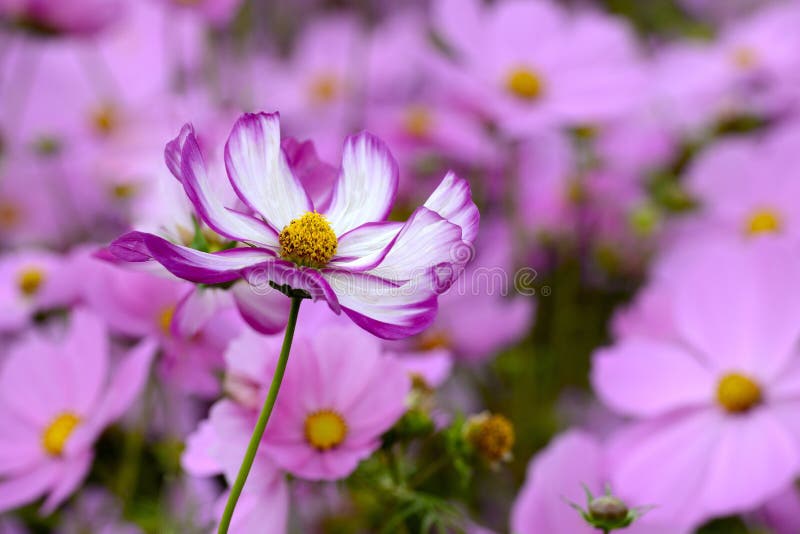 Flower stock image. Image of chrysanthemum, chrysanthemums - 72557425