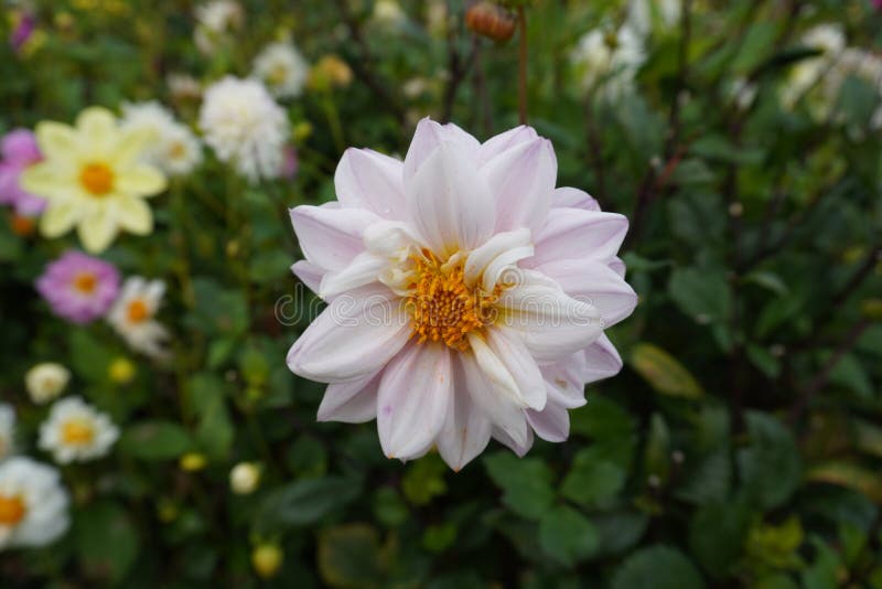Flower in the sun stock image. Image of diaphoretickes - 199343767