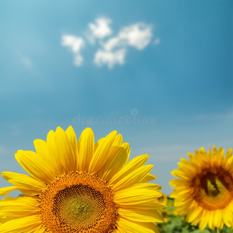 Flower of Sunflower Close Up Stock Photo - Image of clear, flower: 33236166