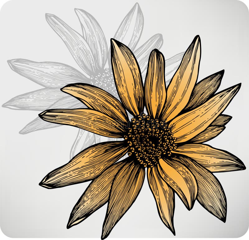 Flower Sunflower Hand Drawing Vector Stock Vector Illustration Of