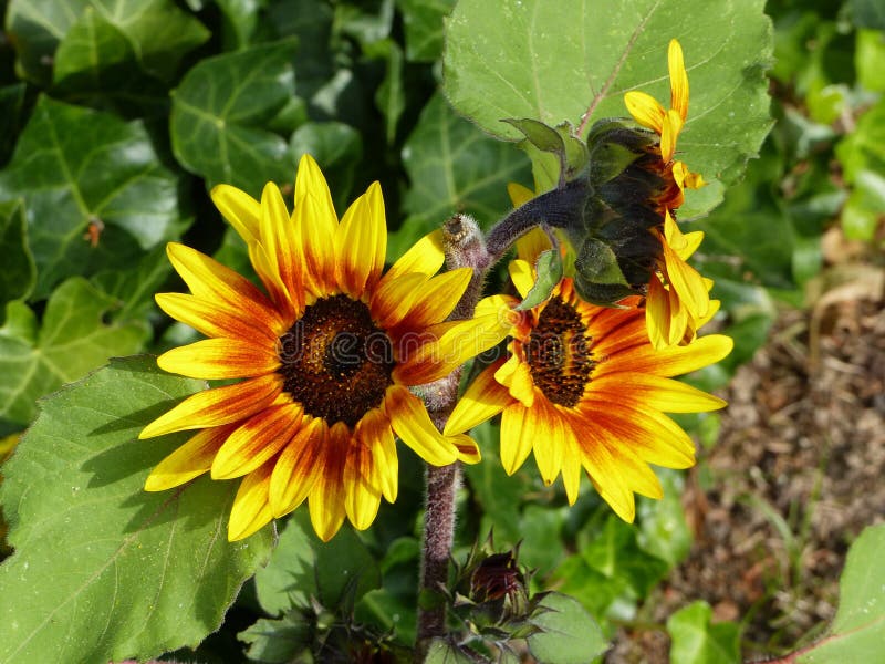 Flower, Sunflower, Sunflower Seed, Plant Picture. Image: 112842677