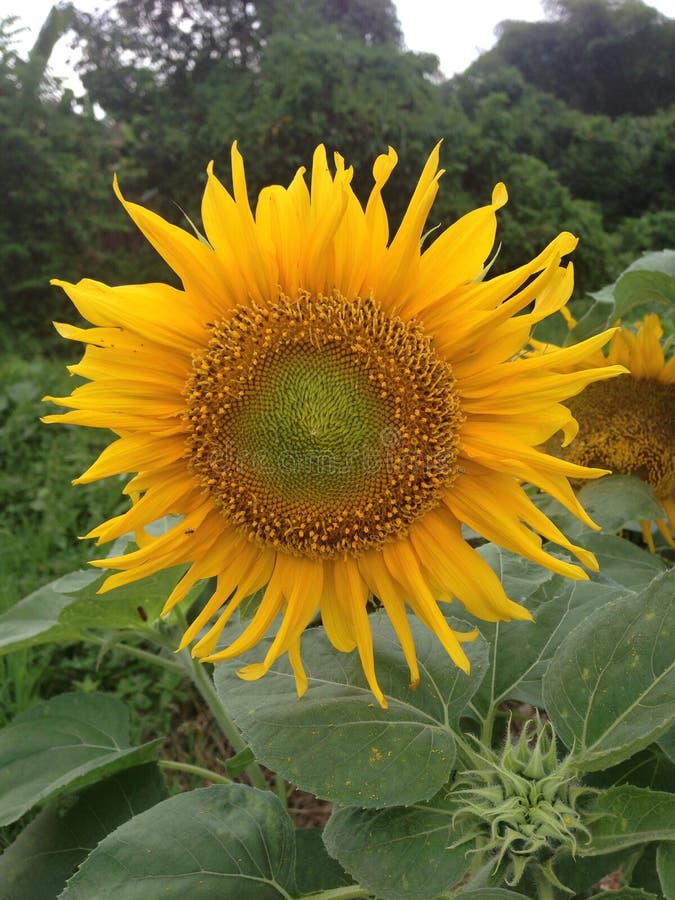Flower stock image. Image of flower, plant, yellow, tree - 44105379