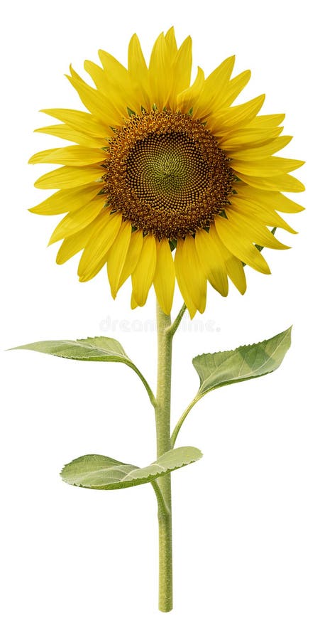 Flower Sunflower Tree Isolated on White Background with Clipping Path ...