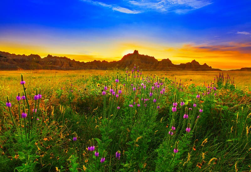 Flower and sunset stock image. Image of detail, sunset - 37535403