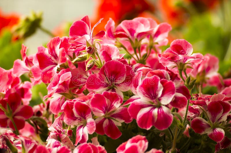 Flower2 stock photo. Image of bloom, nature, meadow, pink - 41140926