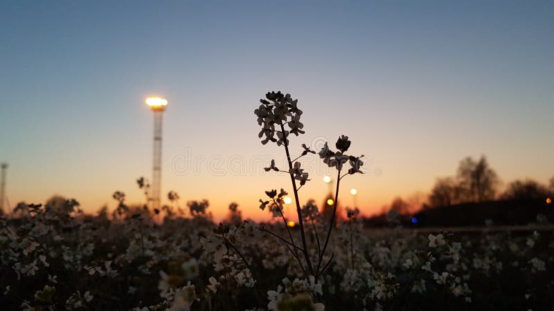 Flower on sunset stock photo. Image of sunset, flower - 151937780