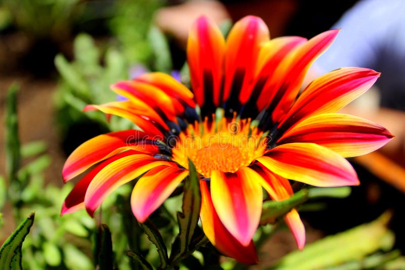 Flower , Sunset, Spring , Sunbeam Flower . Stock Photo - Image of ...