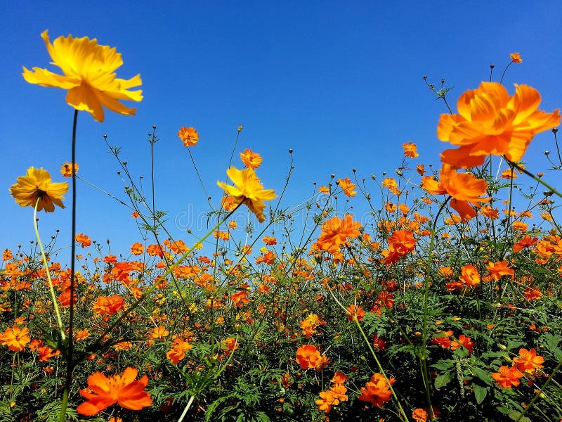 Flower Sunshine Beautiful Day Stock Image - Image of yellow, beautiful ...