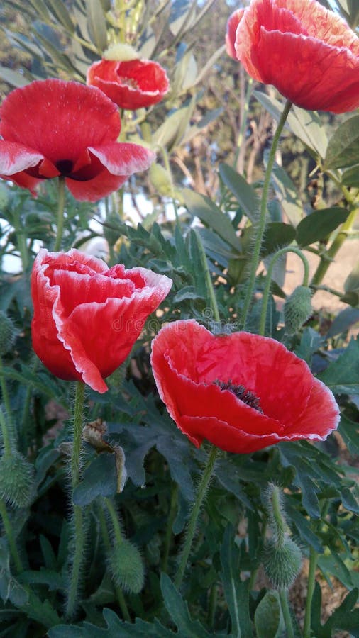 Flower stock photo. Image of flower, flowers, wonderful - 124075982