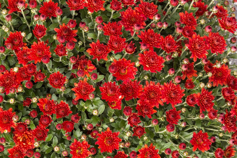 Flower surface stock photo. Image of plane, flower, flowers - 101472374