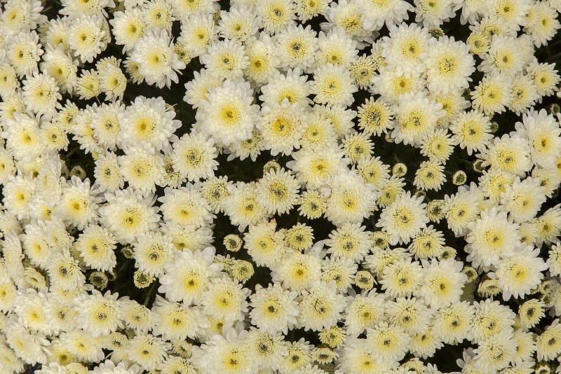 Flower surface stock image. Image of plane, sheet, flowers - 101470133