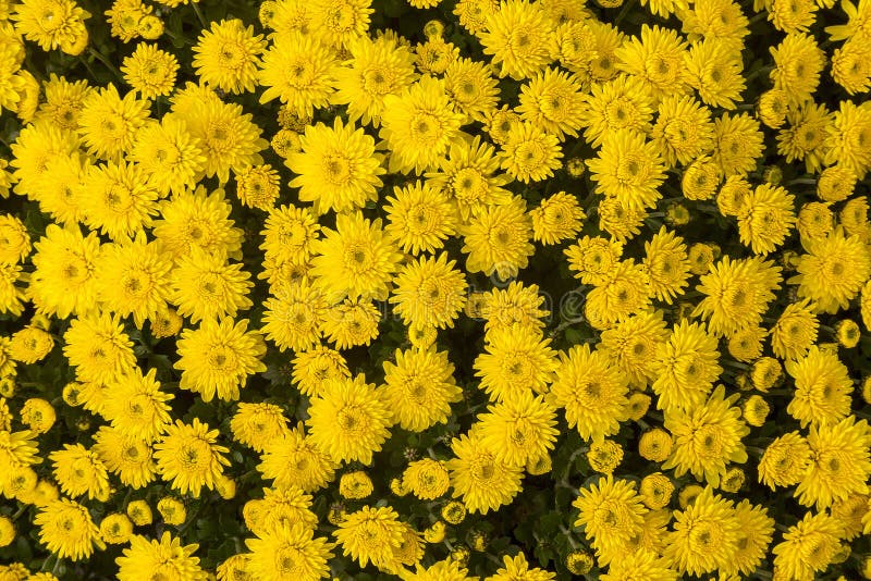 Flower surface stock photo. Image of daisy, flower, yellow - 101471782