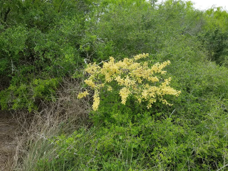 Flower in a swamp stock image. Image of swamp, nature - 157780201