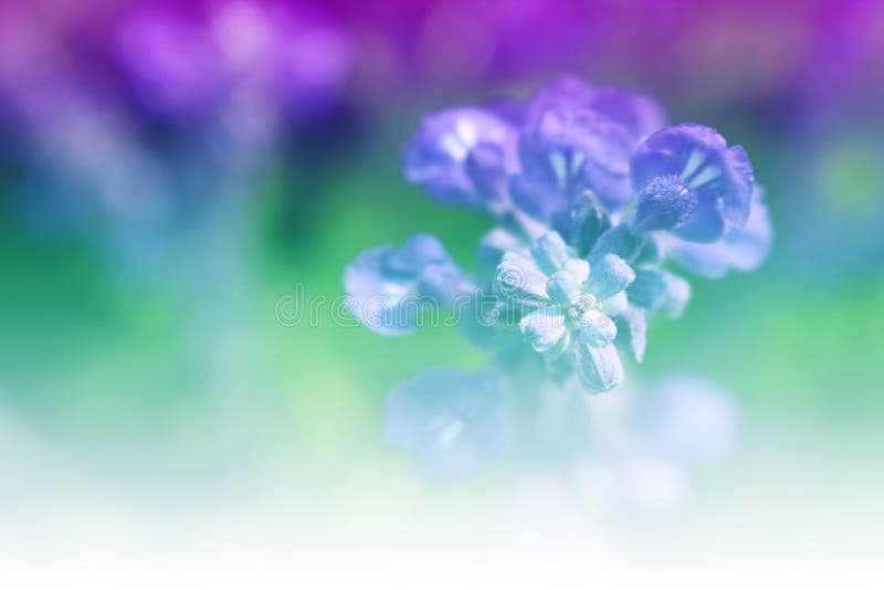 Flower sweet stock image. Image of sweet, background - 58451989