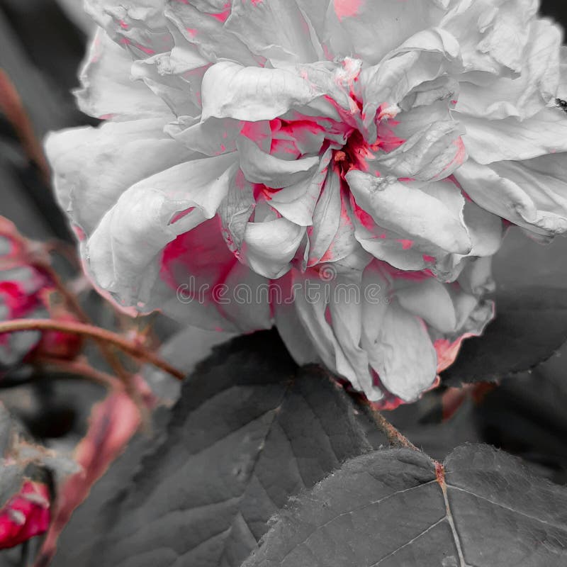 Flower stock photo. Image of flower, pink, grey, rose - 152395428