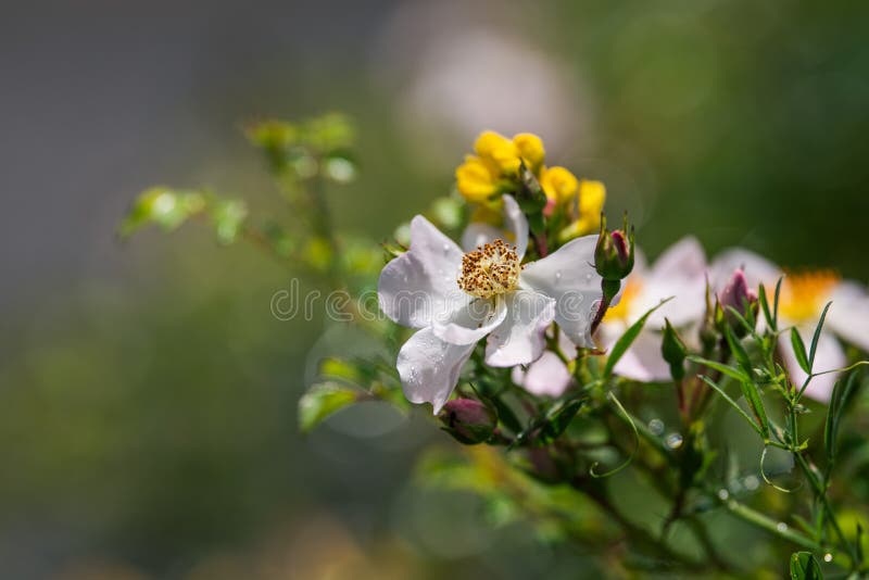 Flower of Sweetbrier or Wild Rose after a Spring Shower Stock Photo ...