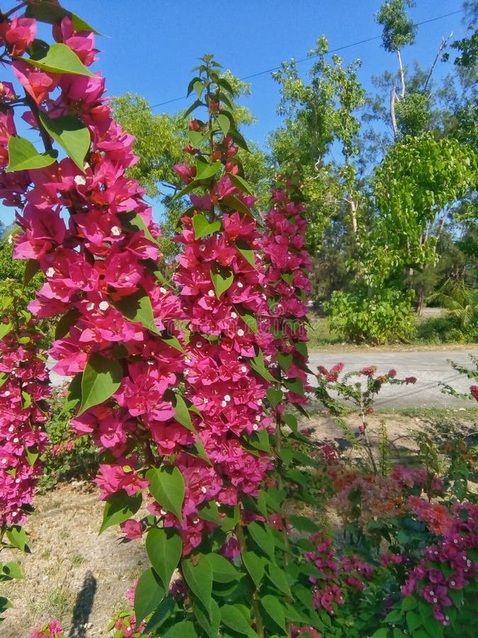 Sword flower stock photo. Image of pink, sword, beauty - 19902464