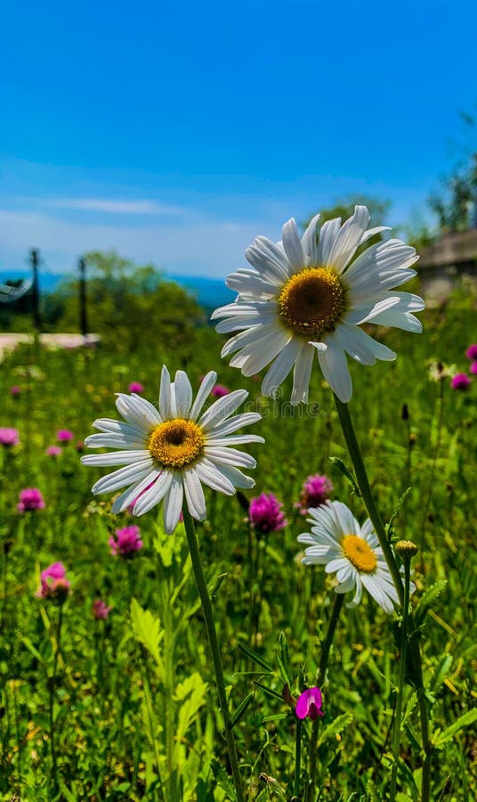 Flower stock image. Image of purity, green, flower, symbol - 190254721