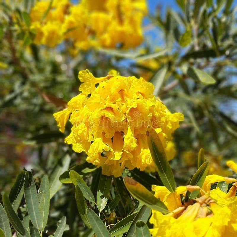 Flower of Tabebuia Chrysotricha Stock Image - Image of produce, yellow ...