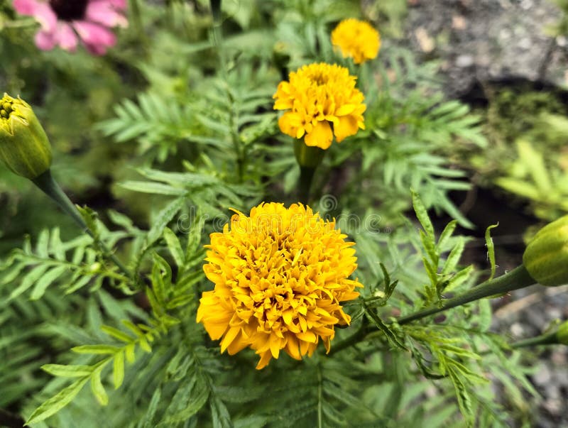 Flower Tagetes erecta stock image. Image of wildflower - 267892363