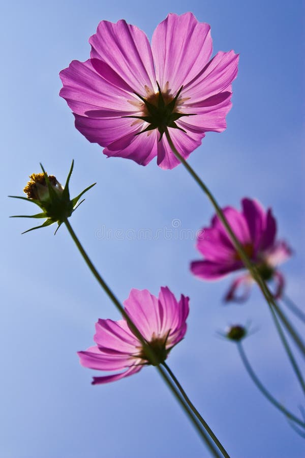 Flower Taken from Low Angle Stock Photo - Image of landscape, postcard ...