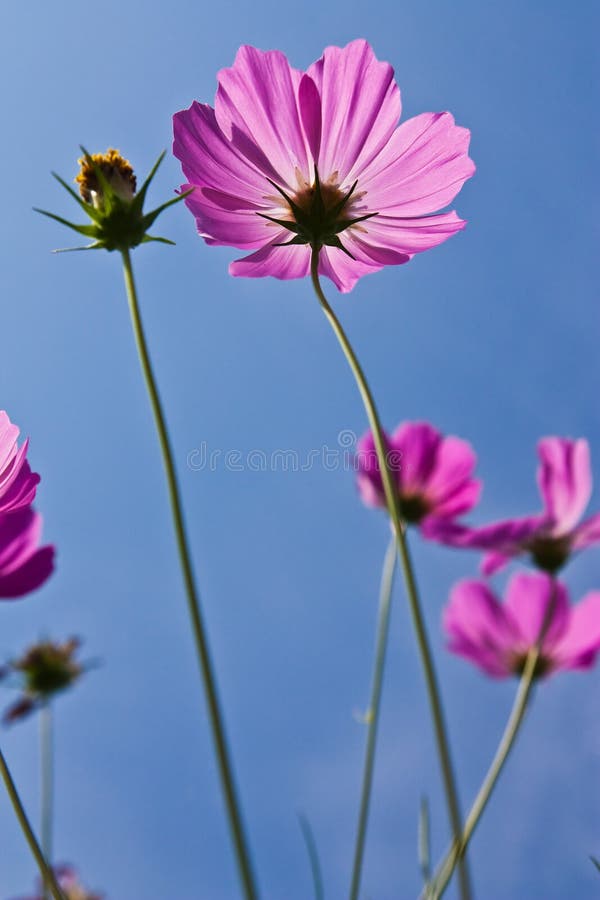 Flower Taken from Low Angle Stock Image - Image of pink, flora: 12285437
