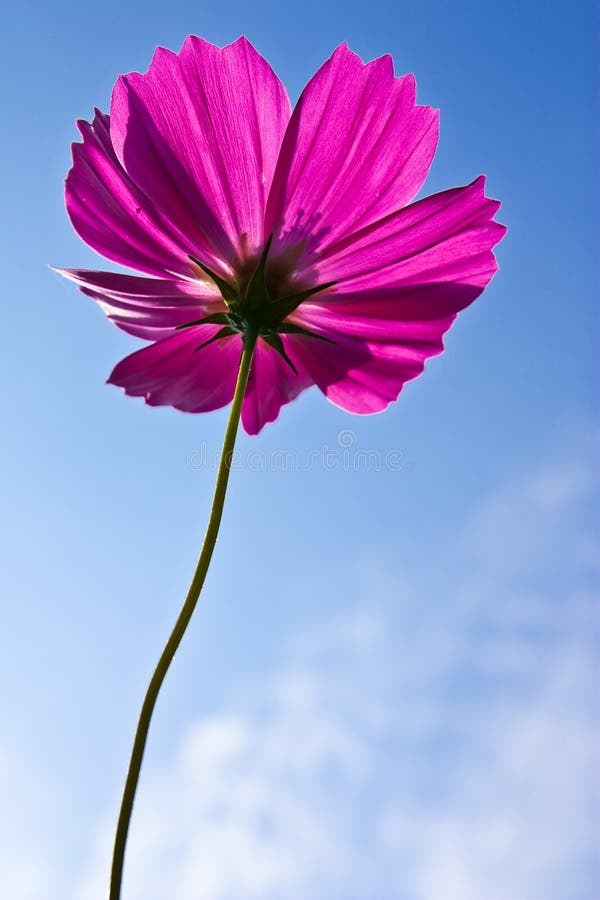 Flower Taken from Low Angle Stock Image - Image of pink, flora: 12285437