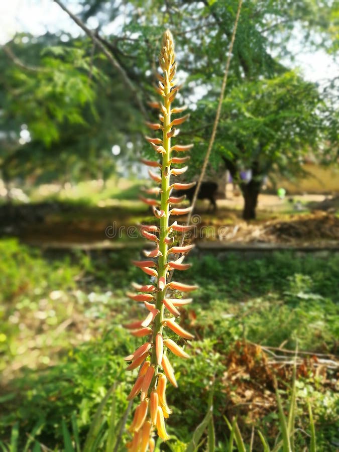 Flower stock photo. Image of tall, click, garden, morning - 127036678