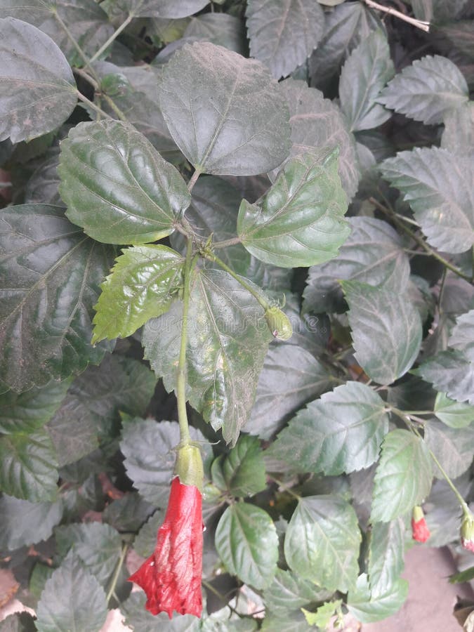 Sembaruthi Flower Stock Photos - Free & Royalty-Free Stock Photos from ...