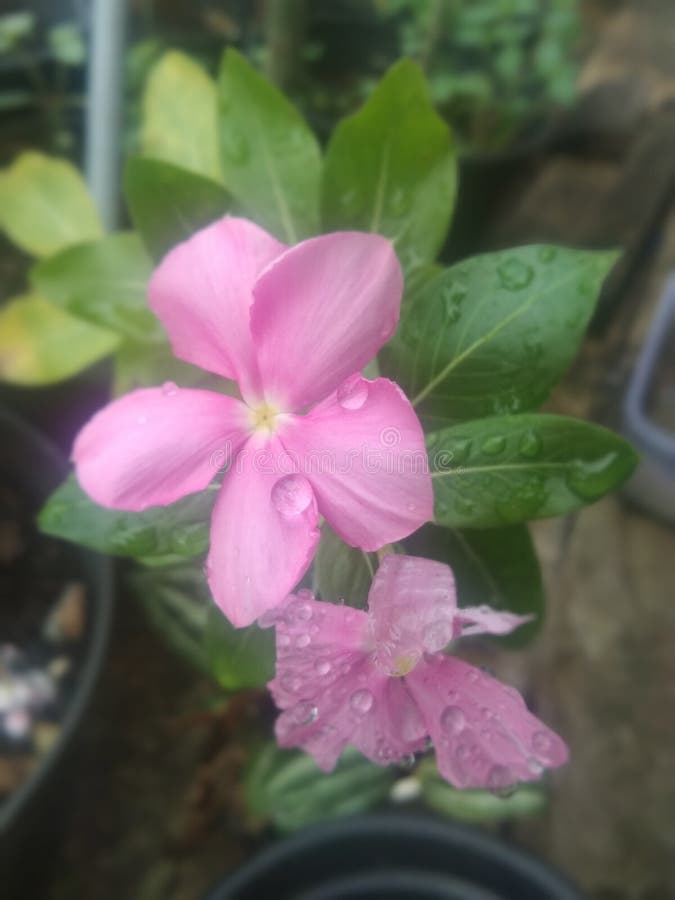 Flower tapak dara stock image. Image of tapak, natural - 258845697