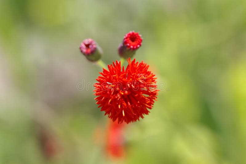 Flower of a Tasselflower, Emilia Coccinea Stock Photo - Image of ...