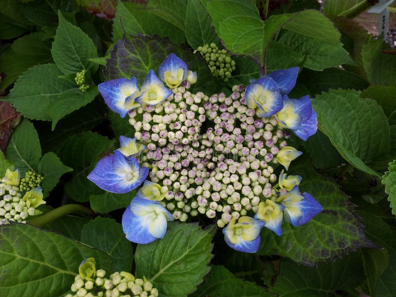 Hydrangea Macrophylla `Teller Blue` Stock Image - Image of bush, flower ...