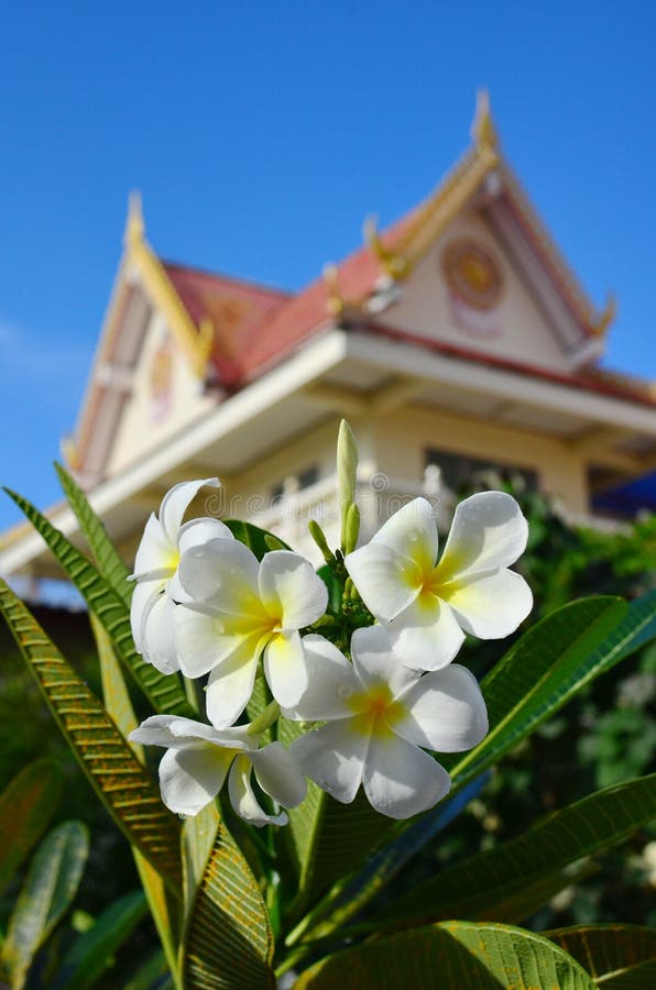 Flower in temple stock image. Image of flower, thailand - 23452627