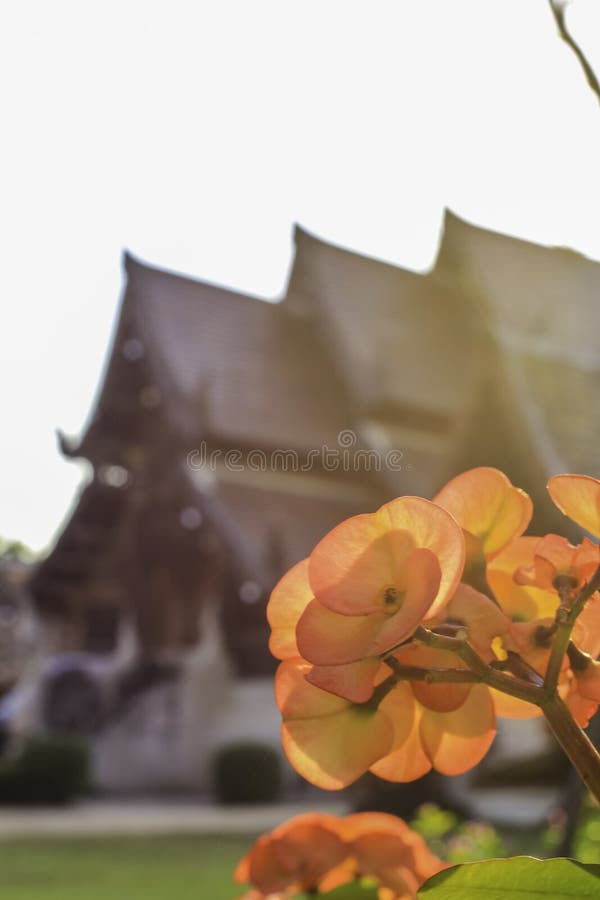 Flower temple tree stock photo. Image of temple, romantic - 51624258