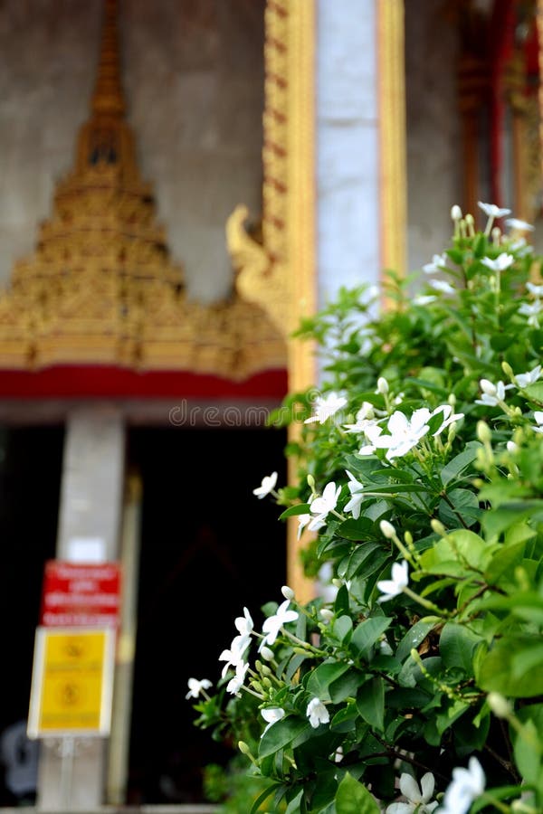 Flower of temple stock image. Image of garden, faerie - 45012479