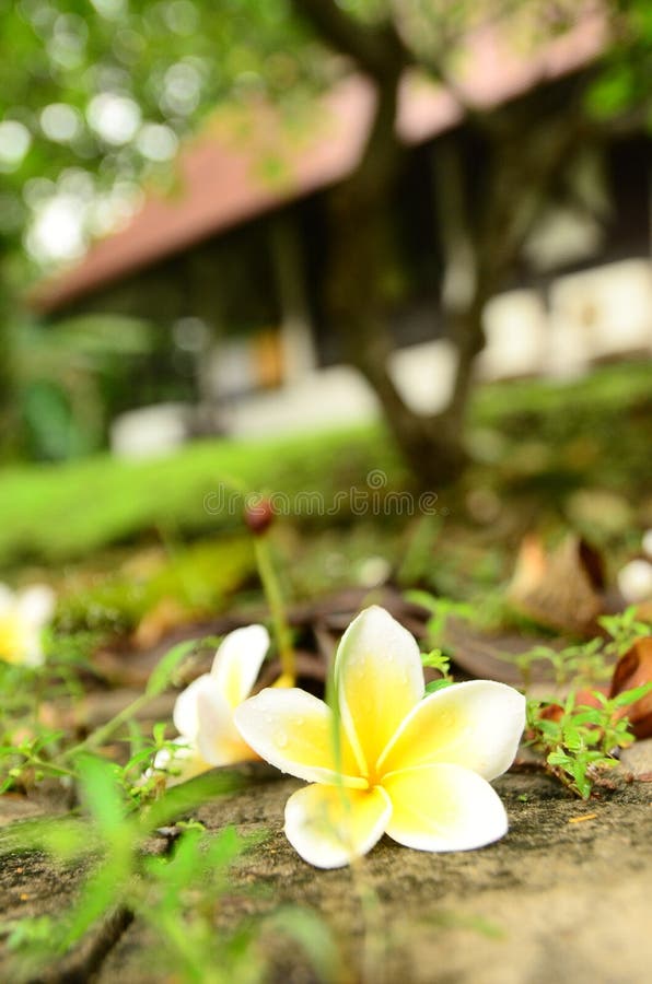 Flower temple tree stock photo. Image of temple, romantic - 51624258