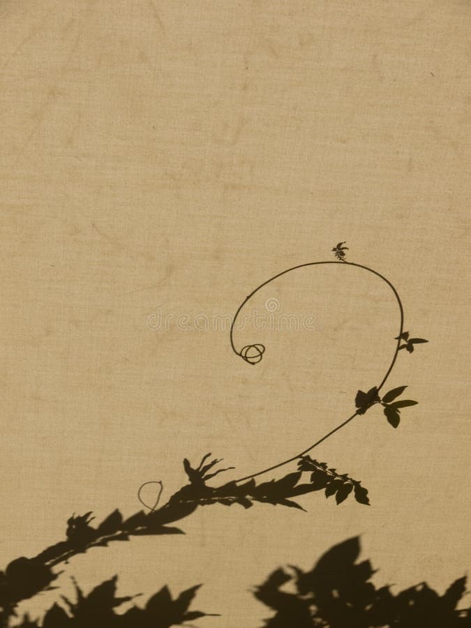 Flower Tendril Shadow - Background Stock Image - Image of texture ...