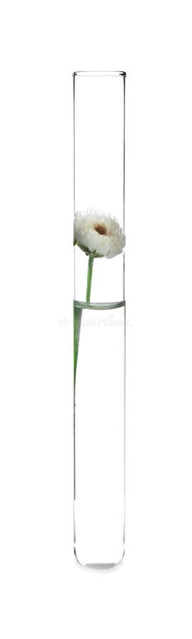 Flower in Test Tube, Isolated on White Stock Photo - Image of ...