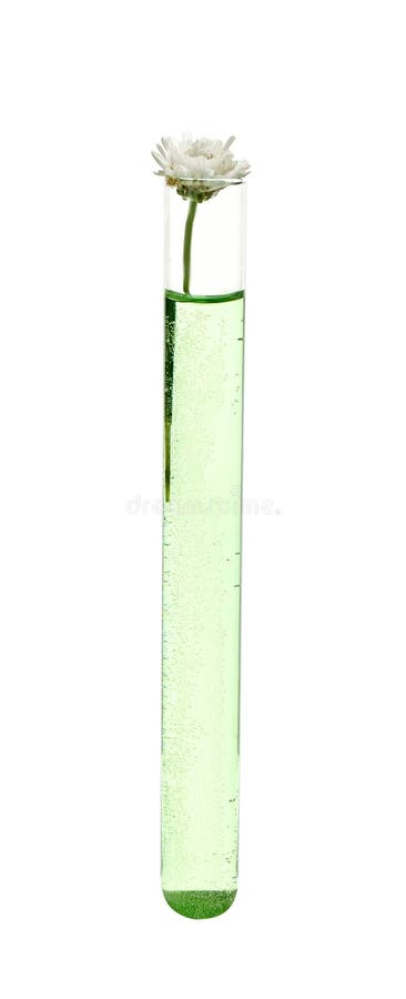 Flower in Test Tube, Isolated on White Stock Photo - Image of medicine ...