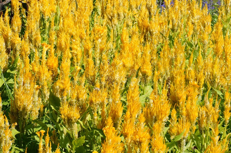 Flower Texture stock photo. Image of beautiful, garden - 28044496