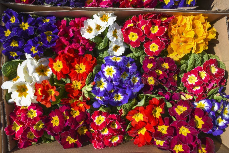 Flower Texture at the Market Stock Image - Image of florist, blossom ...