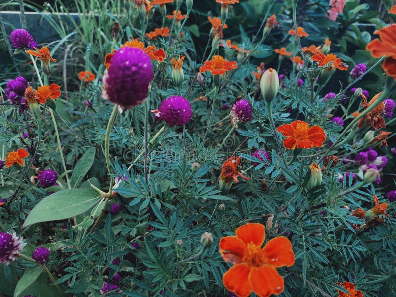 Flowerpick Stock Photos - Free & Royalty-Free Stock Photos from Dreamstime