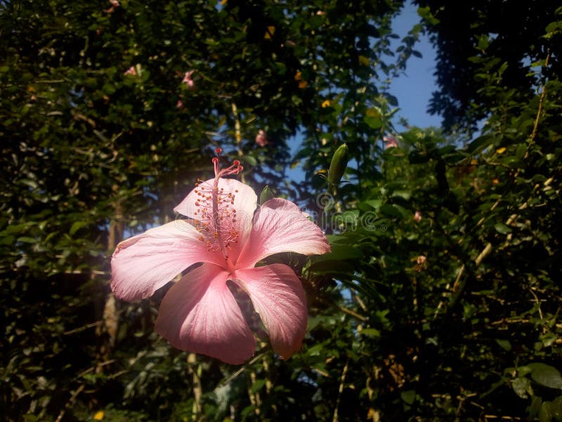 Thetchi Kerala Stock Photos - Free & Royalty-Free Stock Photos from ...