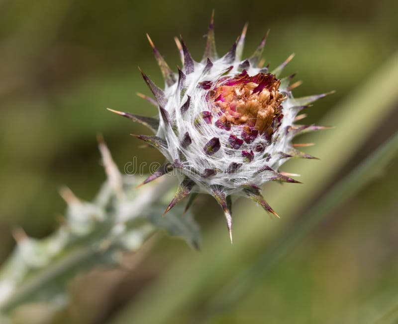Thorny Flower Bud As Background Stock Image - Image of thorny, white ...