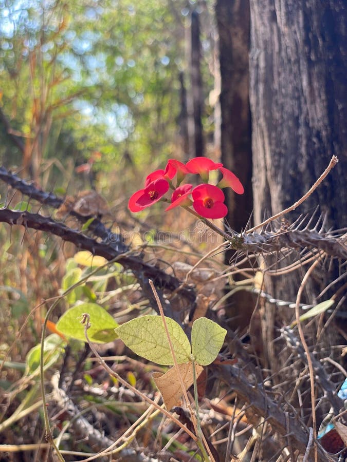 Euphorbia Gottlebei is a Species of Plant in the Euphorbiaceae Family ...