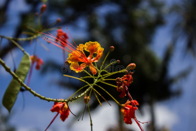The flower threads stock photo. Image of white, threads - 144441134