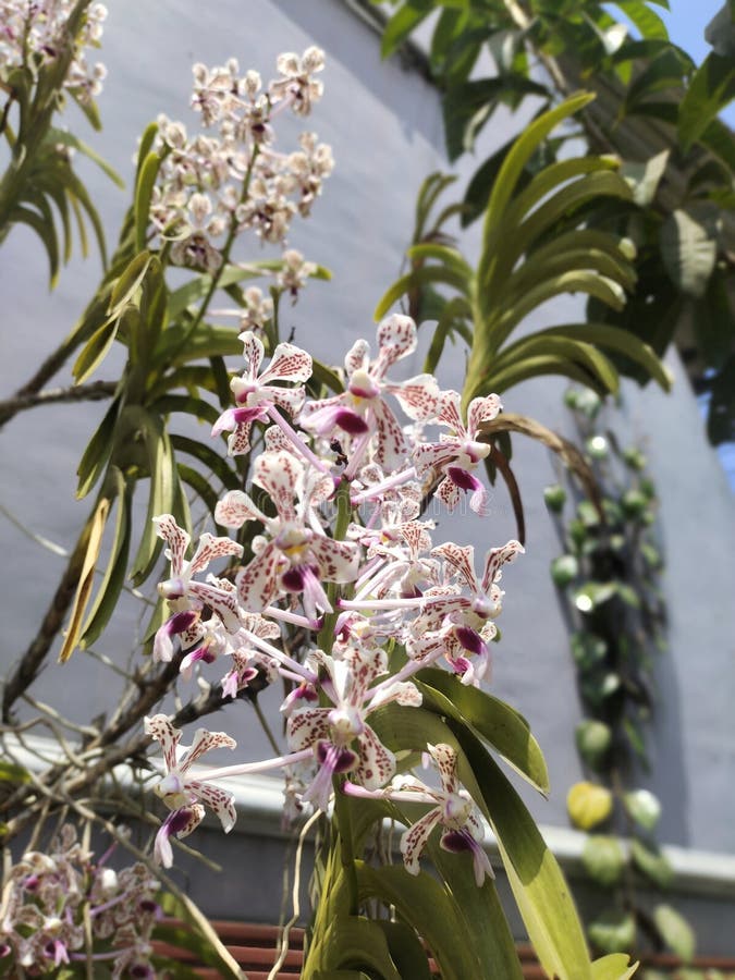 Flower Three Colored Vanda Orchid Stock Photos - Free & Royalty-Free ...