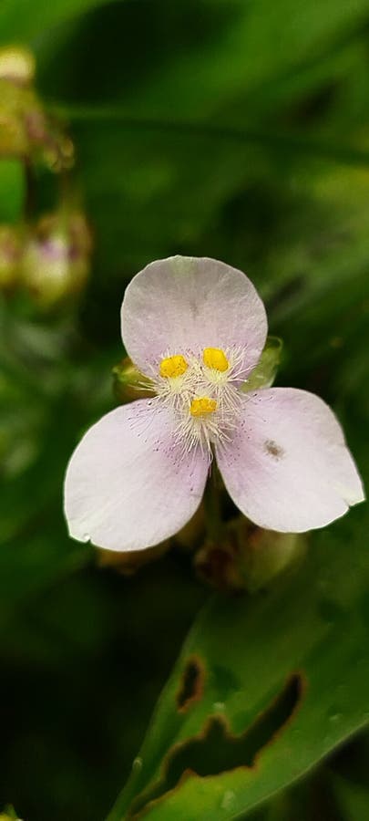A Flower with Three Pink Petals Stock Photo - Image of lilac, produce ...