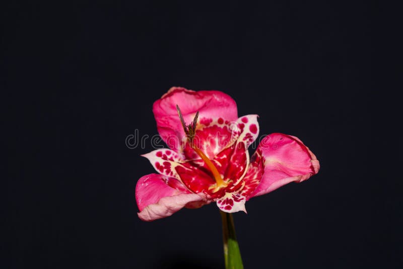 Flower of a Tiger Iris, Tigridia Pavonia Stock Image - Image of bright ...